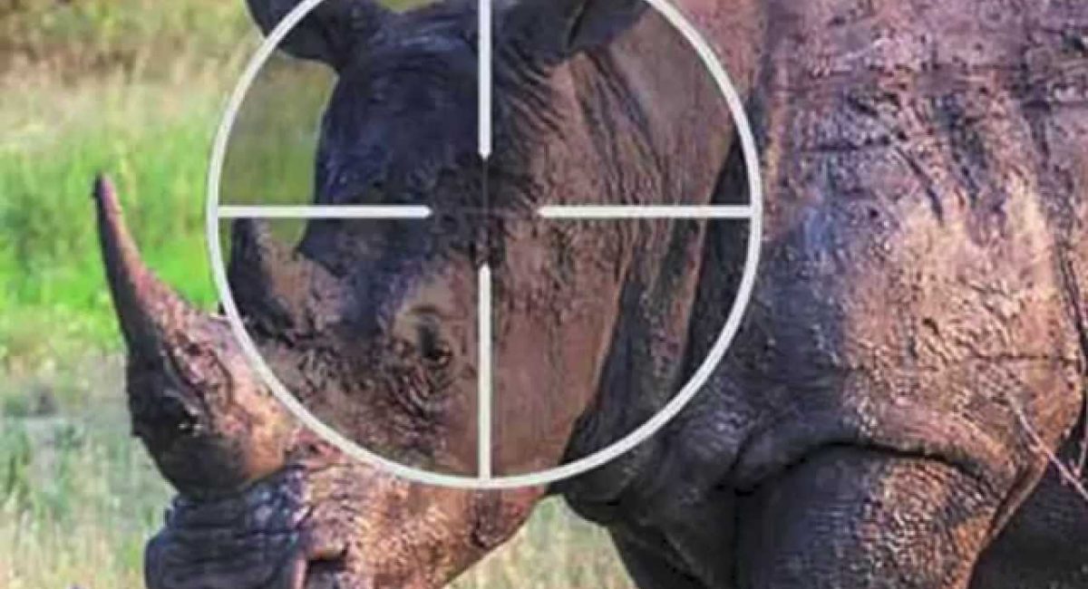 Kruger Park rangers arrested for poaching - South African Magazine - SA ...