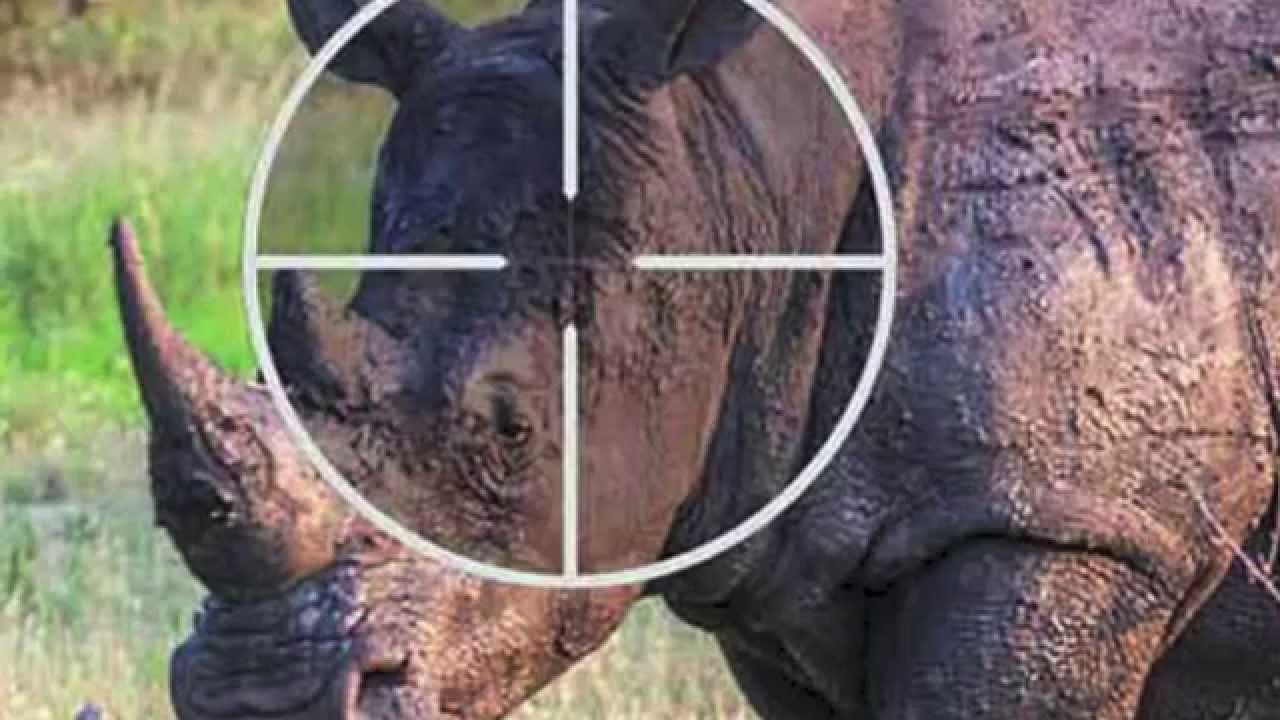 Rhino poaching - Malawi shows SA how it should be done - South African ...