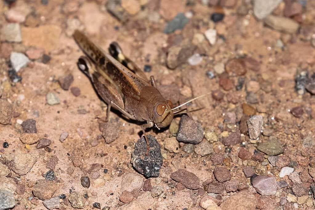 Brown locusts survived a long drought in South Africa – here's how